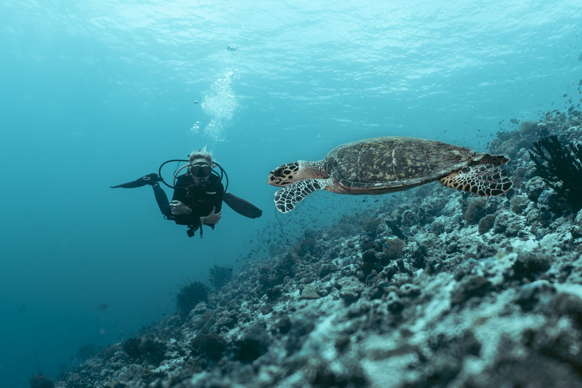 Discover Curated Dive Experiences at Ifuru Island Maldives - Dive ...
